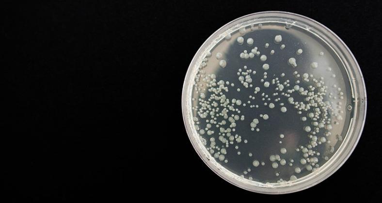 Candida albicans – Ursachen, Symptome, Behandlung und Vorbeugung der ...